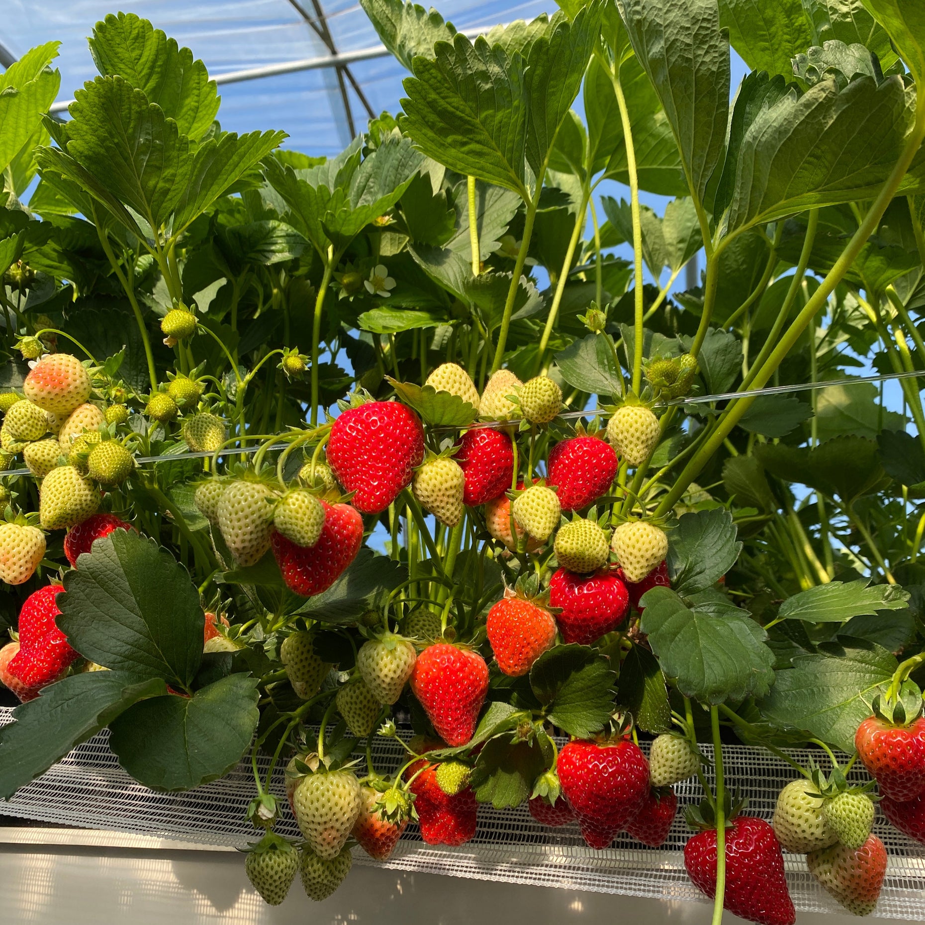 Beeren selbst pflücken – Erlebnis auf dem Hof Moorhörn – Himbeer Hof Moorhoern